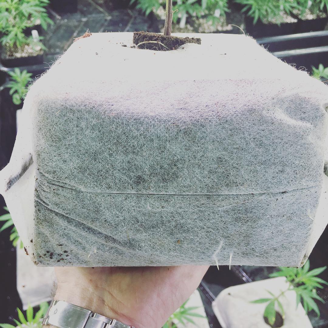 The Coco Cube – Charlton Coir